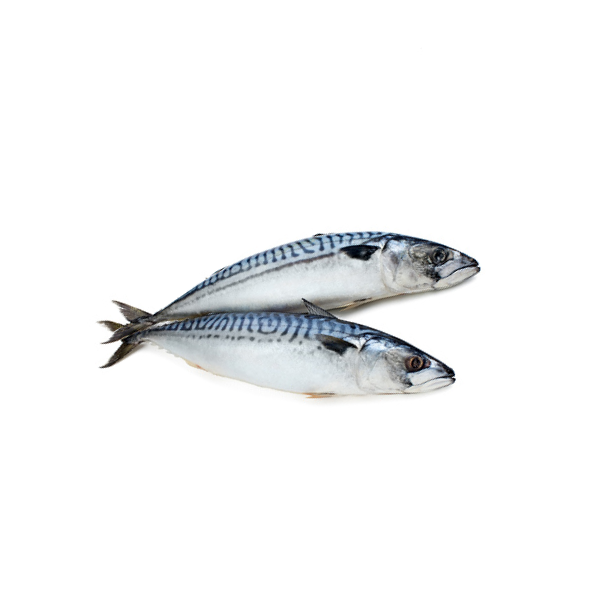 Pacific Mackerel